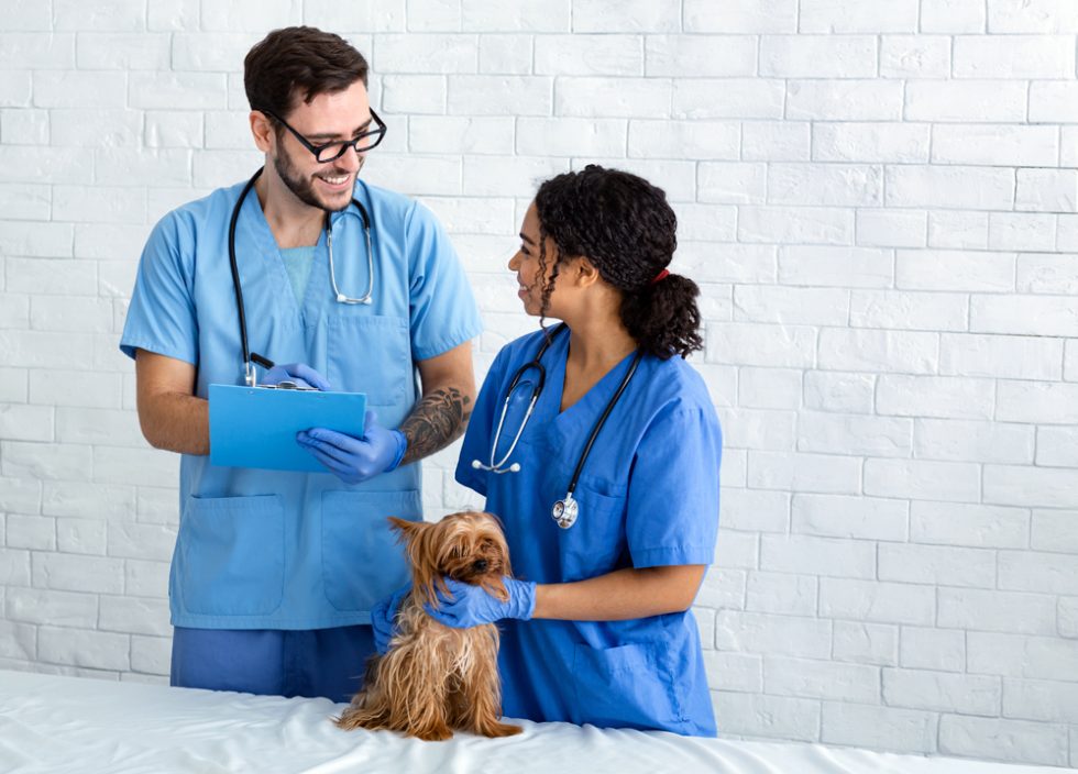 Recruitment of Veterinary Professionals | The VET Recruiter