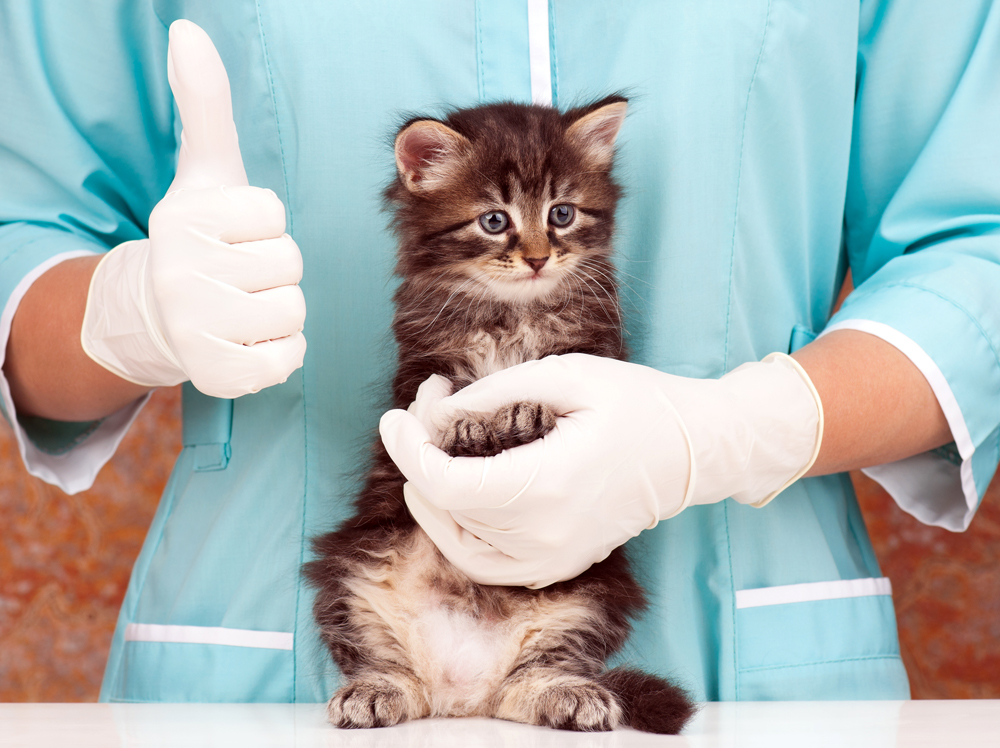 Veterinary Career Options and Jobs | The VET Recruiter