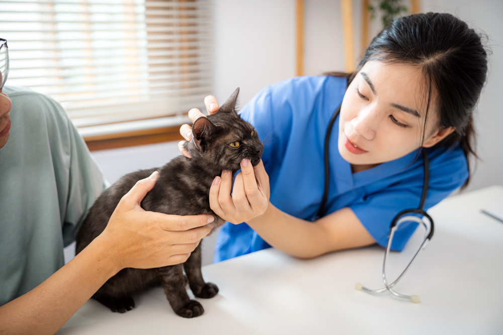 Experts in Veterinary Medicine Recruitment | The VET Recruiter